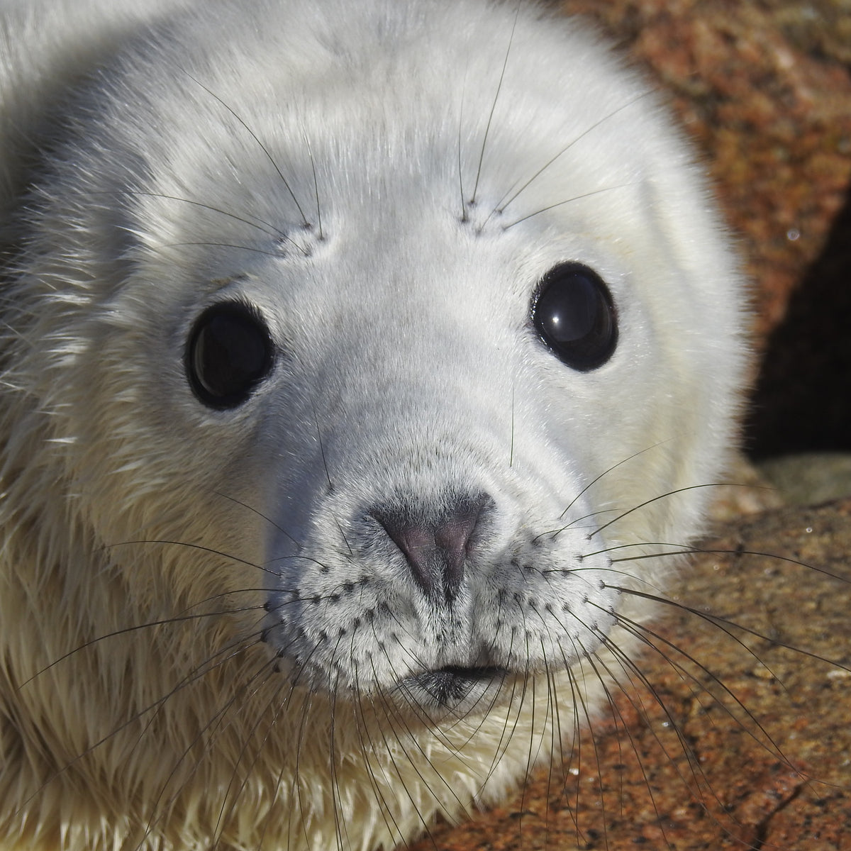 Marine Conservation Charity Gift Card – Cornwall Seal Group Research Trust