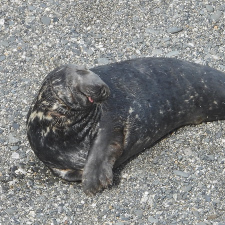 Adopt a Seal: Wild Seal Adoption pack, certificate and updates – Seal ...